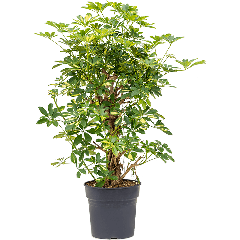Растение горшечное Шефлера/Schefflera arboricola 'Gold Capella' купить ...